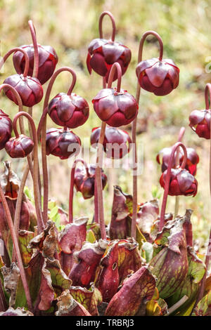A red pitcher plant (Sarracenia purpurea) growing in the rich ecosystem ...