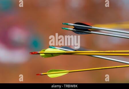 Archery arrows on a blur background. Sunny day Stock Photo - Alamy