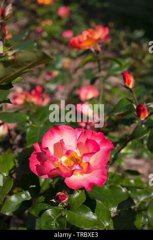 Flowers of ‘Playboy’ Floribunda Rose Stock Photo - Alamy