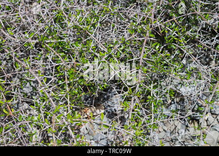 Matagouri is a thorny plant endemic to New Zealand Stock Photo - Alamy