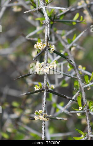 Discaria toumatou, commonly called matagouri or Wild Irishman, is a ...
