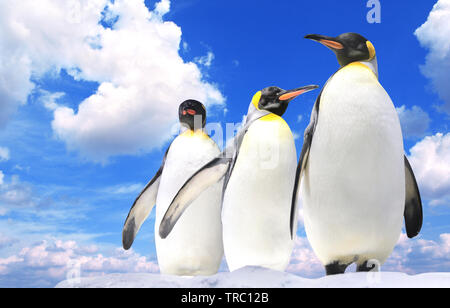 Horizontal banner with three emperor penguins on blue sky background ...