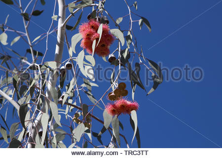 Mallee, Eucalyptus tree species (Eucalyptus lucens), flowering Stock ...