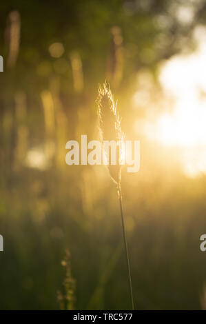 Timothy-grass aka Meadow foxtail in backlight sunlight of golden sunset ...
