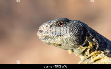 Dabb Lizards 'Egyptian spiny-tailed lizard (Uromastyx aegyptia) חרדון ...