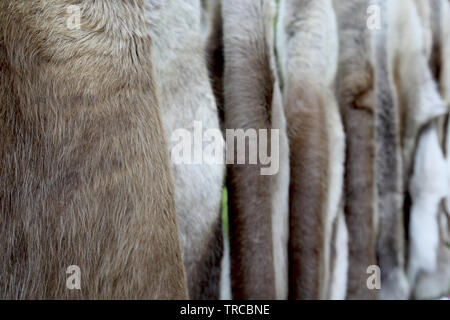 Skins trapping of deers at fair in Norway Stock Photo - Alamy