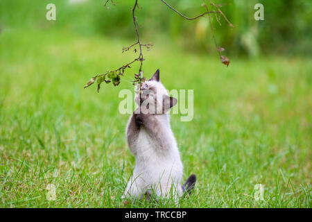 Little funny siamese kitten walking on the grass in summer Stock Photo ...