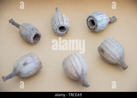 Close-up shot of dried gum nuts from tropical tree in Darwin, Australia ...