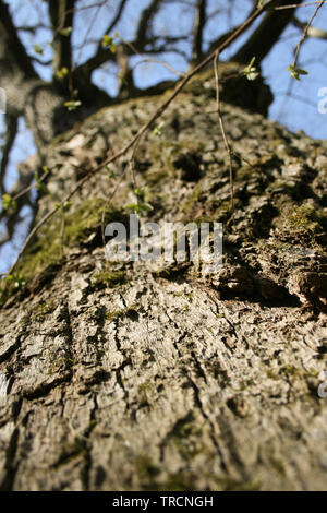 Old oak tree from below, low angle shot of an ancient oak tree on a ...