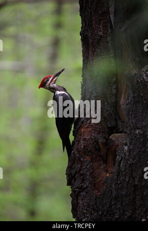 The pileated woodpecker. The bird native to North America.Currently the ...