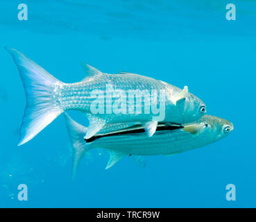 Coral Reef Diversity, Fiji Stock Photo - Alamy