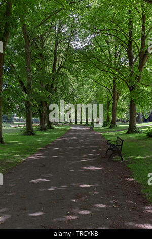 Trees in Ashcombe Park, Weston-super-Mare, UK Stock Photo - Alamy