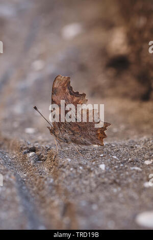 Meadow brown butterfly. A common british butterfly Stock Photo - Alamy