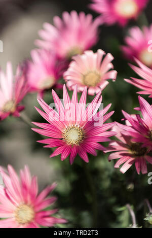 Vibrant red flowers of Arctotis x hybrida hort. Red Devil Stock Photo ...