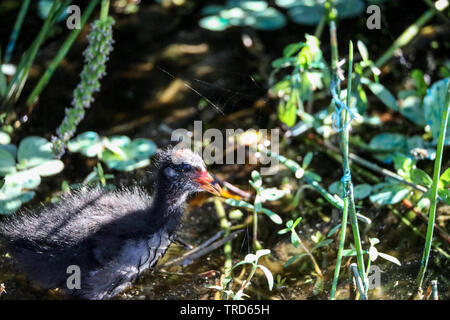Scruffy Baby common gallinule Gallinula chloropus chick searches for ...