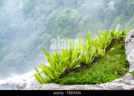 Iceland, Fern growing on rock Stock Photo - Alamy