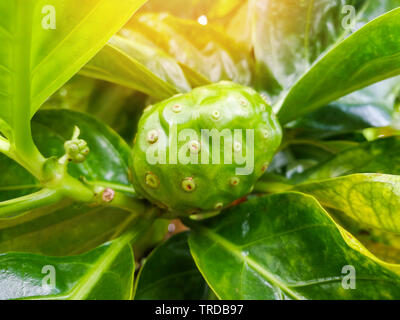 Noni fruit herbal medicines, fresh noni from tree - Other names Great ...