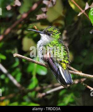 Stripe-tailed Hummingbird (Eupherusa eximia) piercing a Desconocido ...