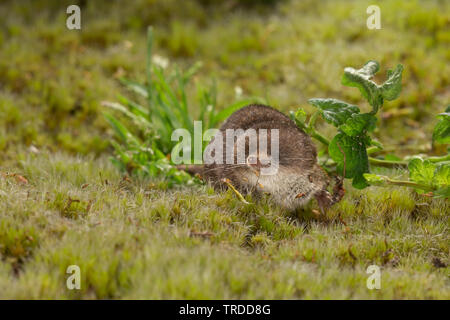 PYGMY SHREW SOREX MINUTUS FRONT VIEW Stock Photo - Alamy