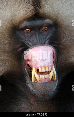 Gelada (Theropithecus gelada) displaying its teeth and gums with its ...