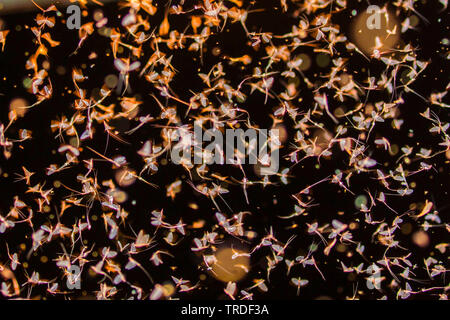 Virgin mayfly (Ephoron virgo, Polymitarcis virgo), millions of virgin ...