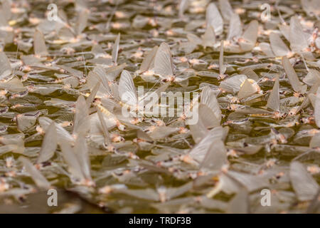 Virgin mayfly (Ephoron virgo, Polymitarcis virgo), whitefishes eating ...