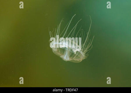 freshwater jellyfish, Regent's Park medusa (Craspedacusta sowerbyi ...