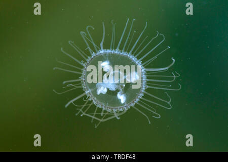 freshwater jellyfish, Regent's Park medusa (Craspedacusta sowerbyi ...