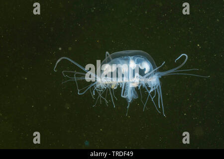 freshwater jellyfish, Regent's Park medusa (Craspedacusta sowerbyi ...