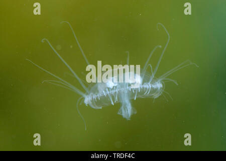freshwater jellyfish, Regent's Park medusa (Craspedacusta sowerbyi ...