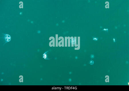 freshwater jellyfish, Regent's Park medusa (Craspedacusta sowerbyi ...