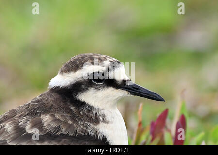 st helena sand plover (Charadrius sanctaehelenae), an island endemic ...