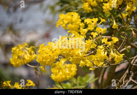 Tabebuia spectabilis flower or Yellow tabebuia flower bloom on tree in ...