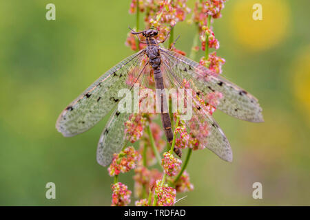 European antlion (Euroleon nostras), sitting on a blossom, Germany ...