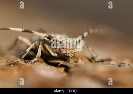 Timberman beetle, Siberian timberman, Siberian timberman beetle ...
