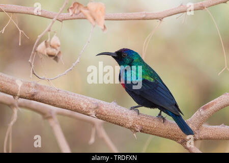 Shining Sunbird, Arabian Sunbird (Cinnyris habessinicus hellmayri ...