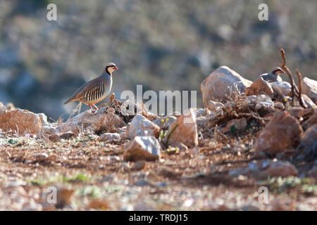 chukar partridge (Alectoris chukar cypriotes, Alectoris cypriotes), on ...