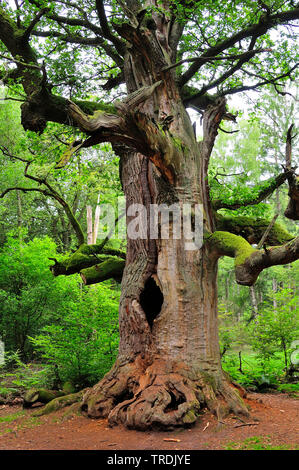 A knobby oak tree in a forest. North Holland dune reserve, Netherlands ...
