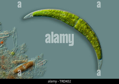 Green algae. Differential interference contrast micrograph of the ...