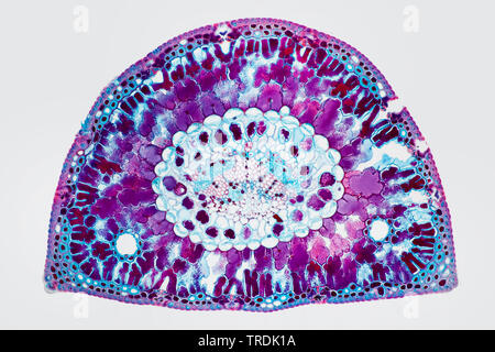 pine (Pinus spec.), cross section of a few years old stem of a pine ...