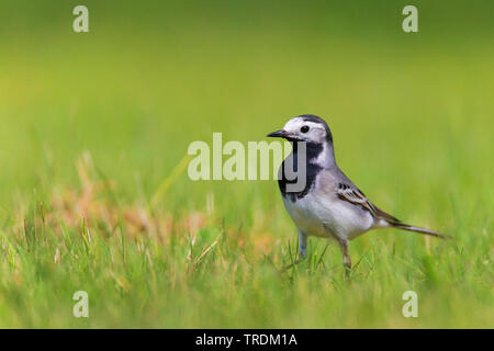 White Wagtail in search of food. Pied Wagtails, Wagtails, Motacilla ...