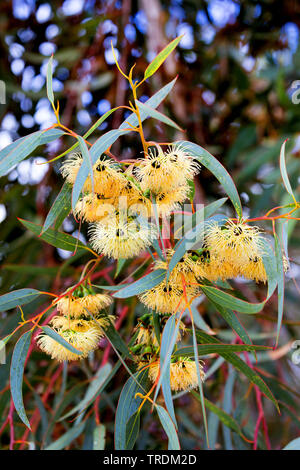 Tasmanian blue gum, Blue gum, Southern Blue Gum (Eucalyptus Stock Photo ...