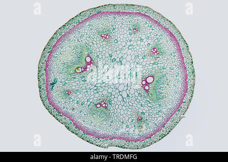 Cross section of a one year old Pine tree (Pinus sylvestris Stock Photo ...