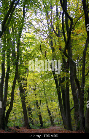 summer forest, Netherlands, Duivelsberg, Nijmegen Stock Photo - Alamy