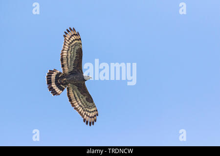 Honey Buzzard in flight (adult male Stock Photo - Alamy