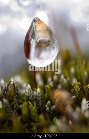 Moss with waterdrops, Hungary Stock Photo - Alamy
