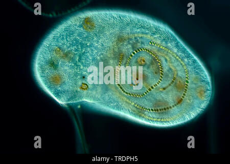 ciliates (Ciliata), in darkfield, x 100, Germany Stock Photo - Alamy