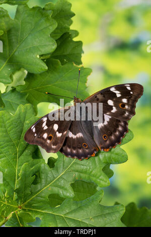 Lesser Purple Emperor (Apatura ilia Stock Photo - Alamy