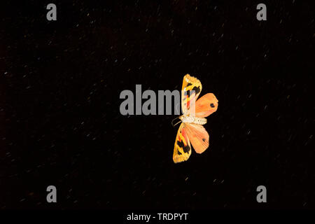 tiger butterflies in flight Stock Photo - Alamy