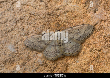 Small Dusty Wave (Idaea seriata Stock Photo - Alamy
